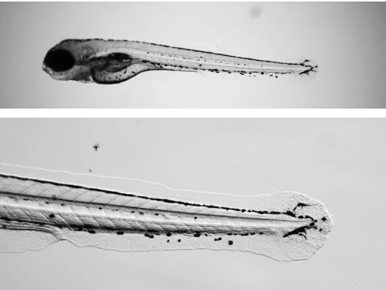 Zebrafish without stripes — btc
